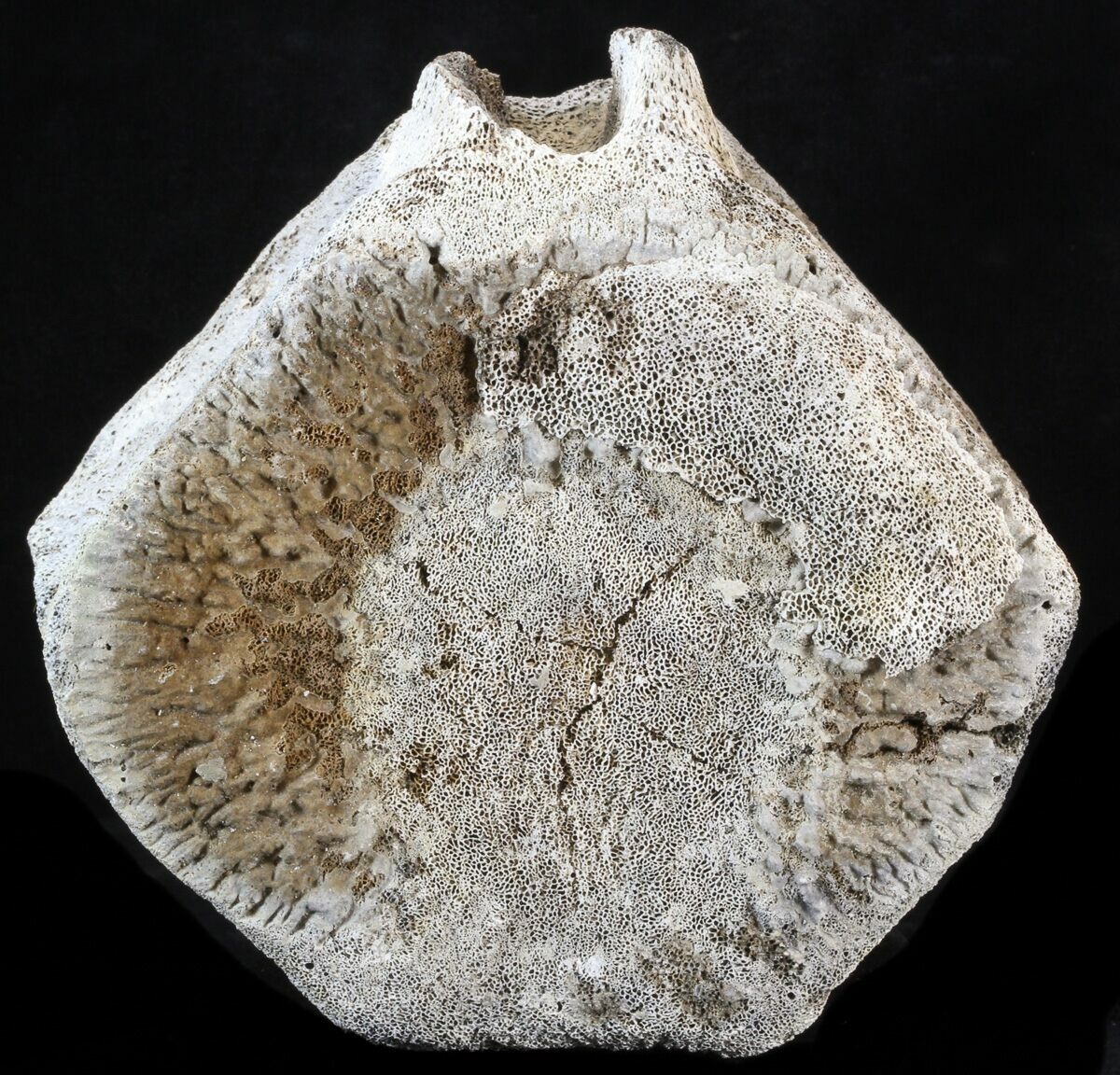 Large, 6.5" Fossil Whale Vertebrae - Yorktown Formation For Sale ...