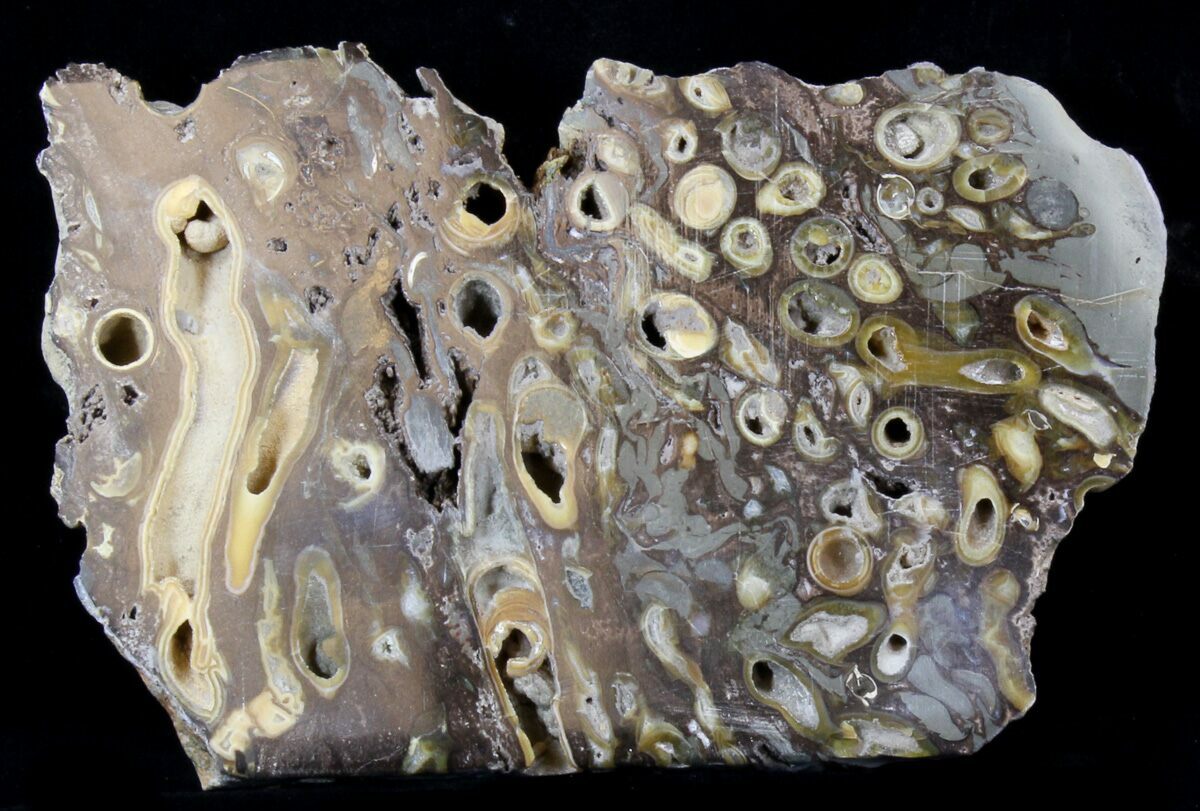 6.3" Slab Fossil Teredo (Shipworm Bored) Wood - England For Sale ...