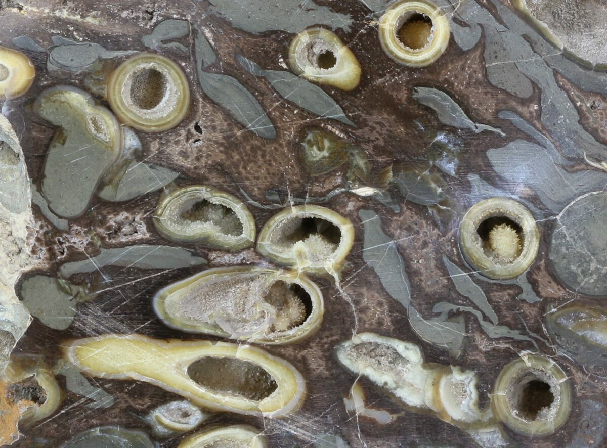 4.6" Slab Fossil Teredo (Shipworm Bored) Wood - England For Sale ...