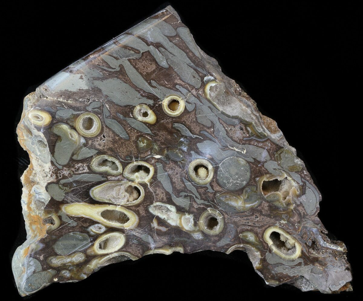 4.6" Slab Fossil Teredo (Shipworm Bored) Wood - England For Sale ...