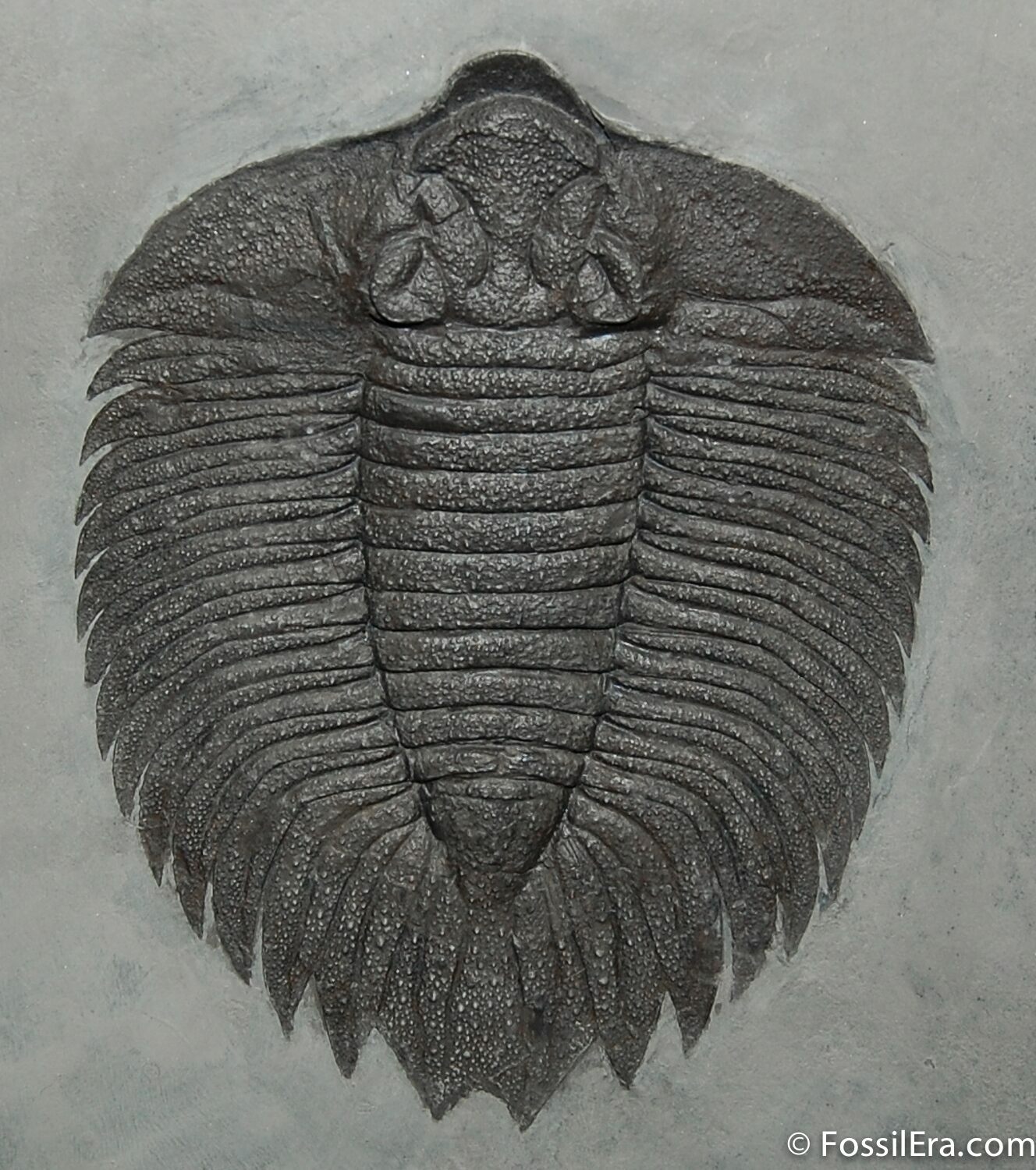 Arctinurus boltoni trilobite from Rochester Shale from FossilEra ...