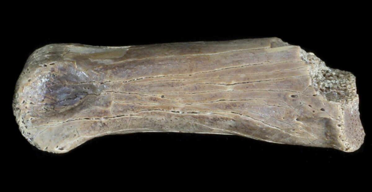 1.3" Theropod (Raptor) Toe Bone - North Dakota For Sale (#41548 ...