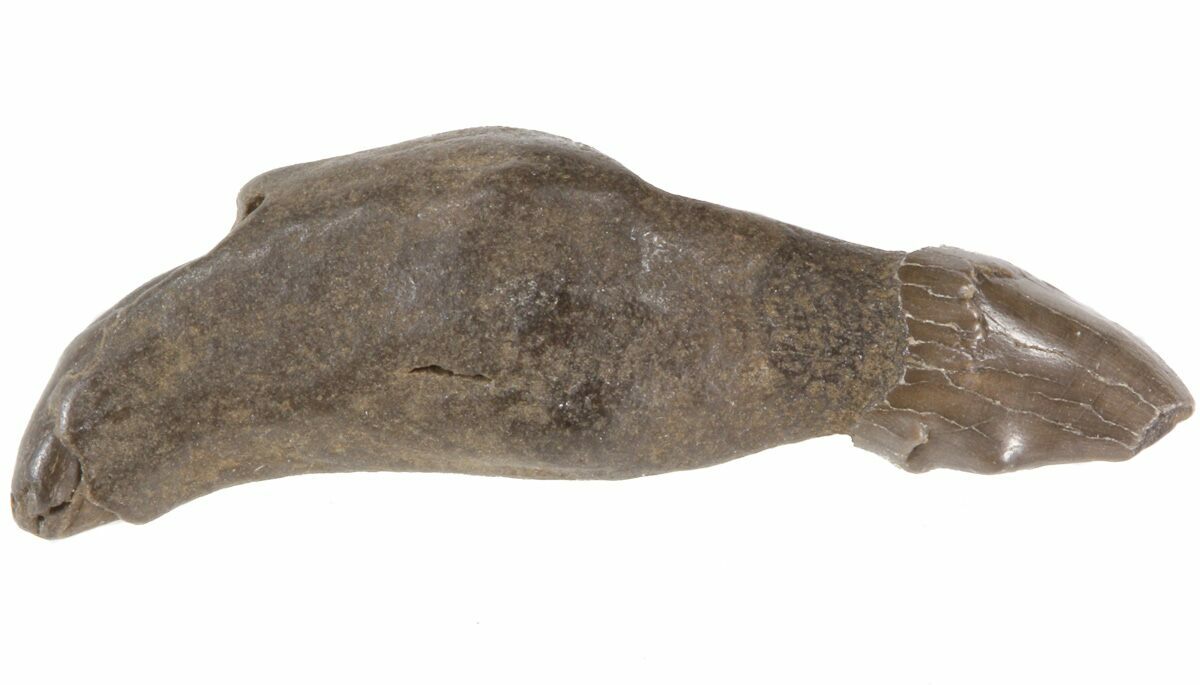 1.1" Fossil Odontocete (Toothed Whale) Tooth - Maryland For Sale ...