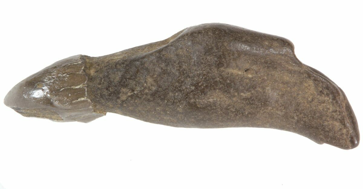 1.1" Fossil Odontocete (Toothed Whale) Tooth - Maryland For Sale ...