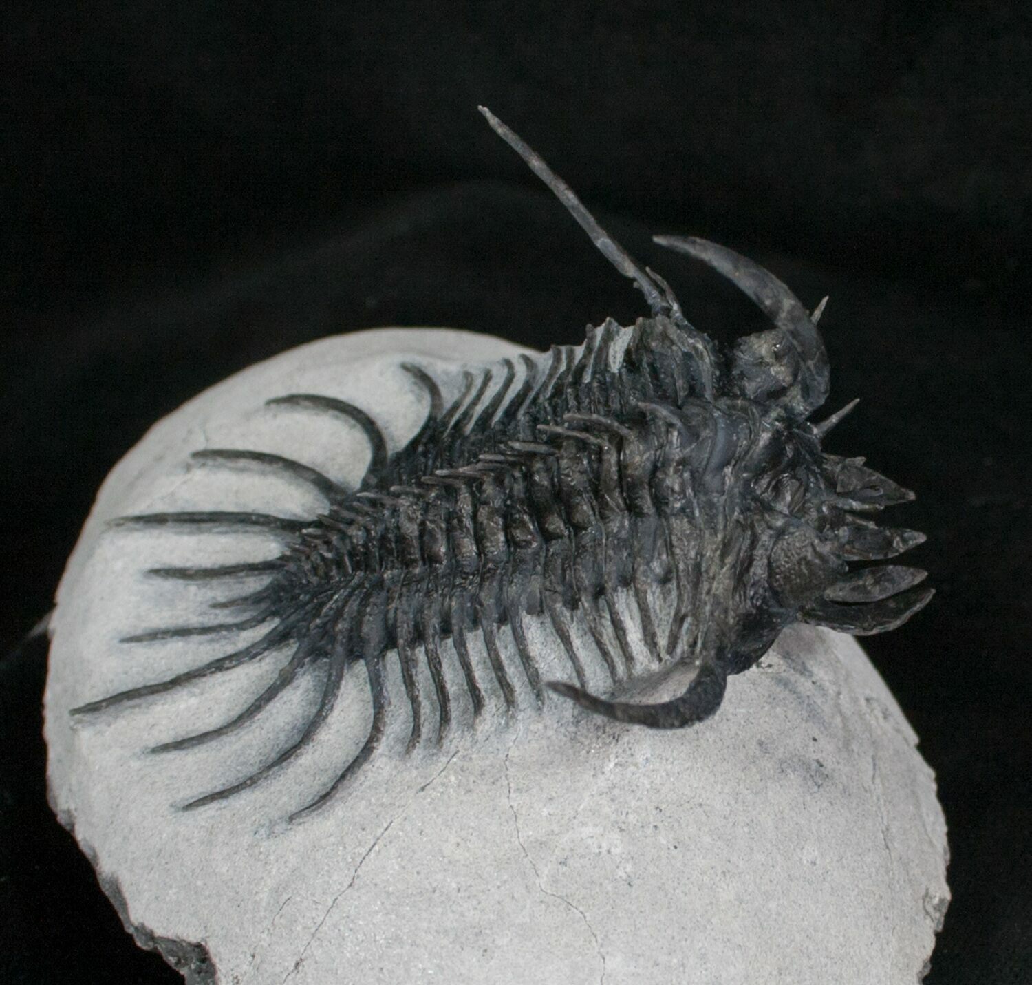 Alien Looking Quadrops Trilobite - 3.2" For Sale (#4238) - FossilEra.com