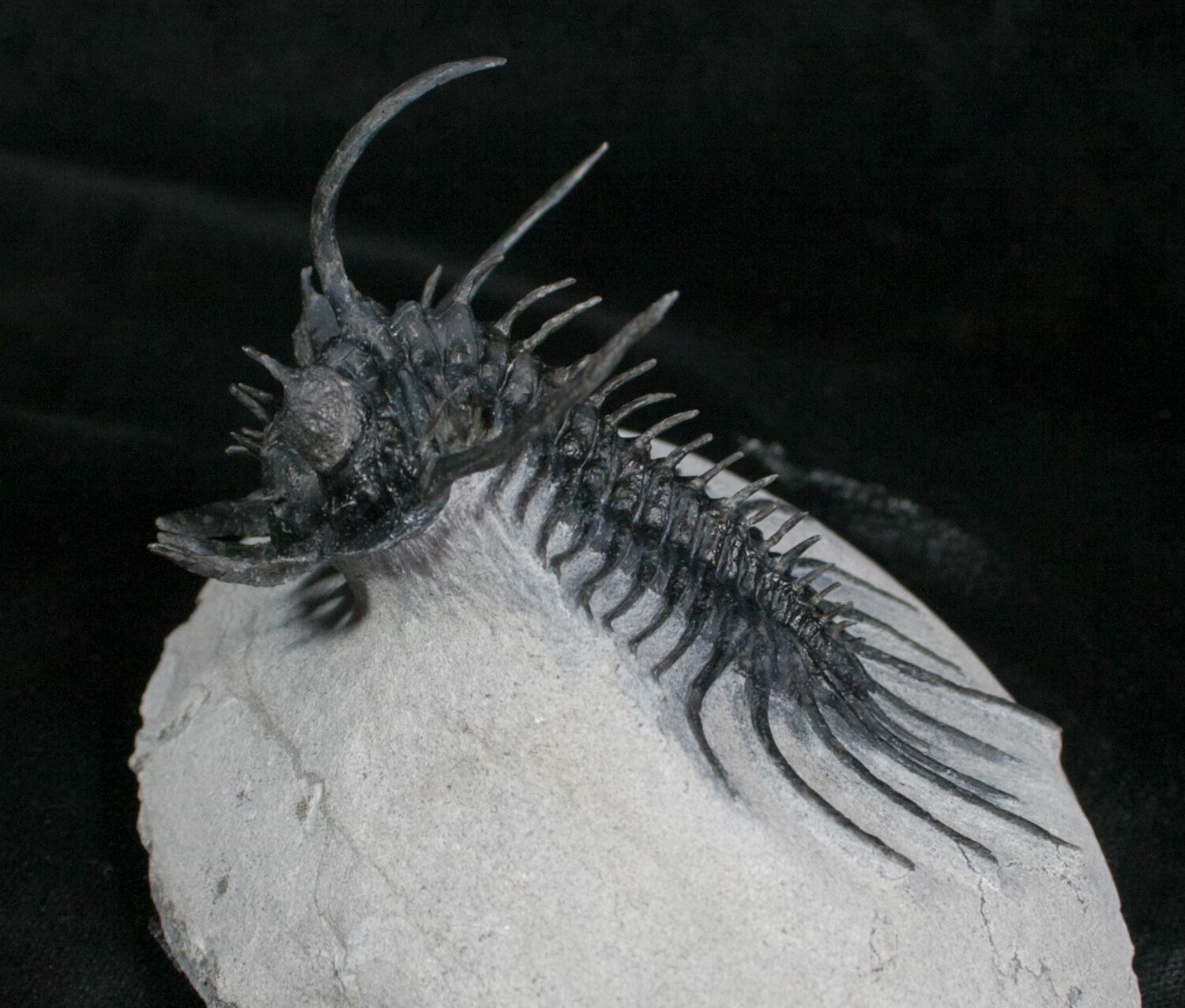 Alien Looking Quadrops Trilobite - 3.2" For Sale (#4238) - FossilEra.com