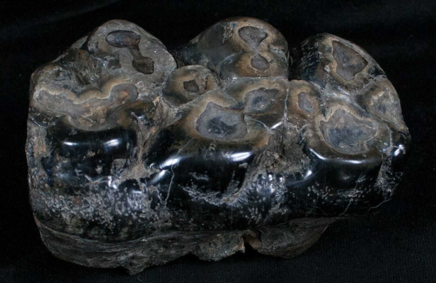 Rare Trilophodon (4 Tusked Mastodon) Molar For Sale (#4247) - FossilEra.com