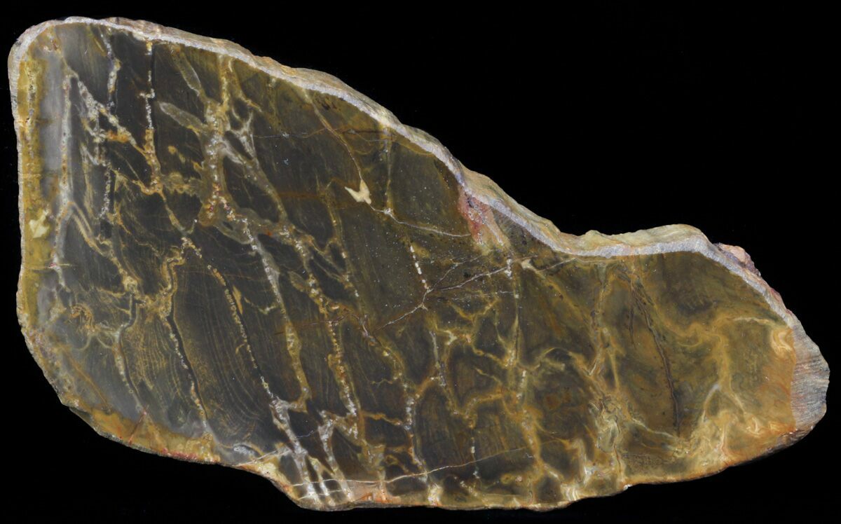 4.4" Polished, Jurassic Petrified Wood (Pentoxylon) - Australia For ...