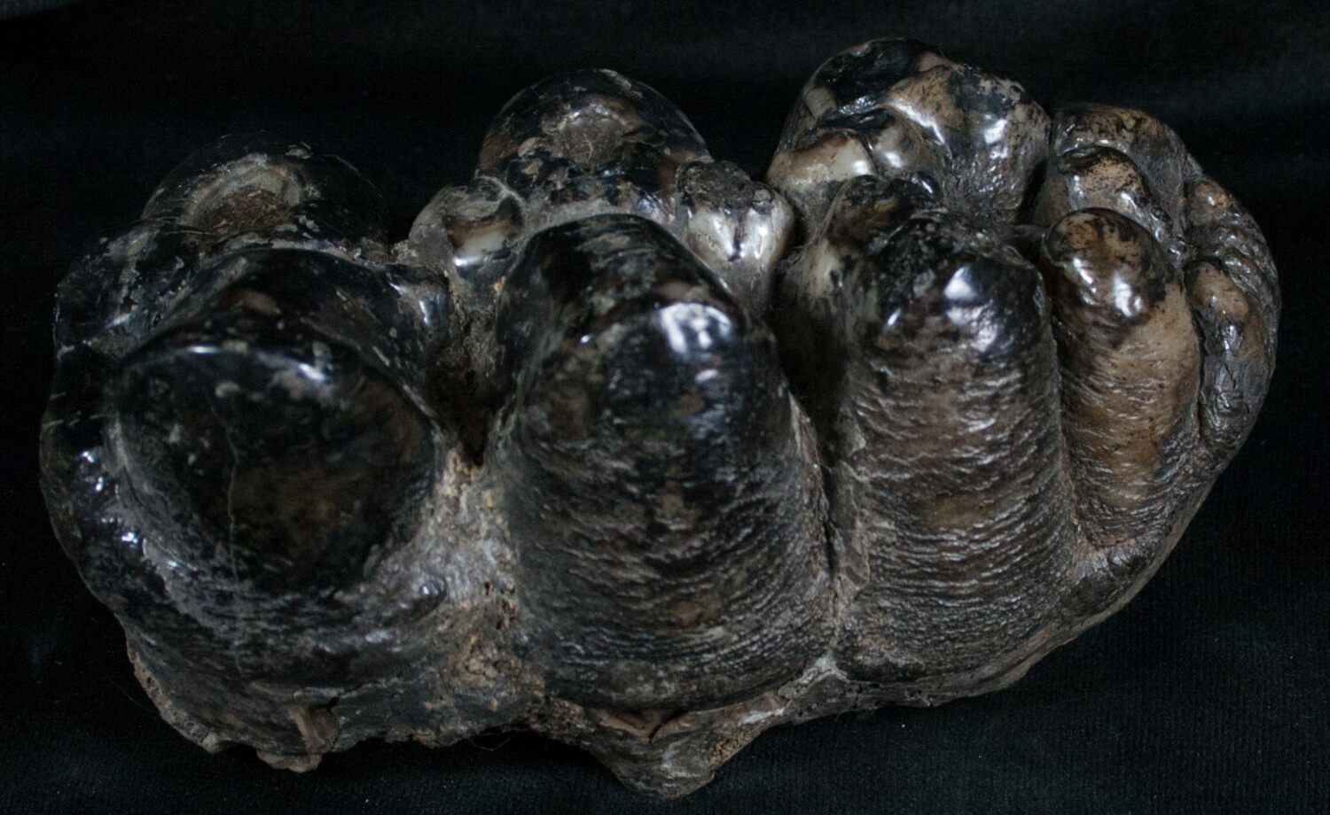 Rare Trilophodon (4 Tusked Mastodon) Molar For Sale (#4248) - FossilEra.com