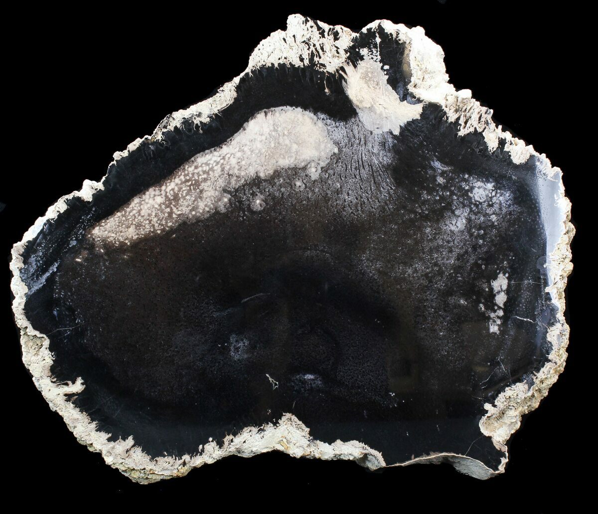 Large 11" Petrified Palm Wood - Eden Valley, Wyoming For Sale (#42049 ...