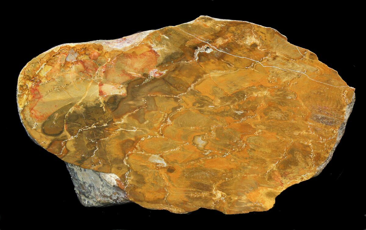 5.8" Polished, Jurassic Petrified Wood(Pentoxylon) - Australia For Sale ...