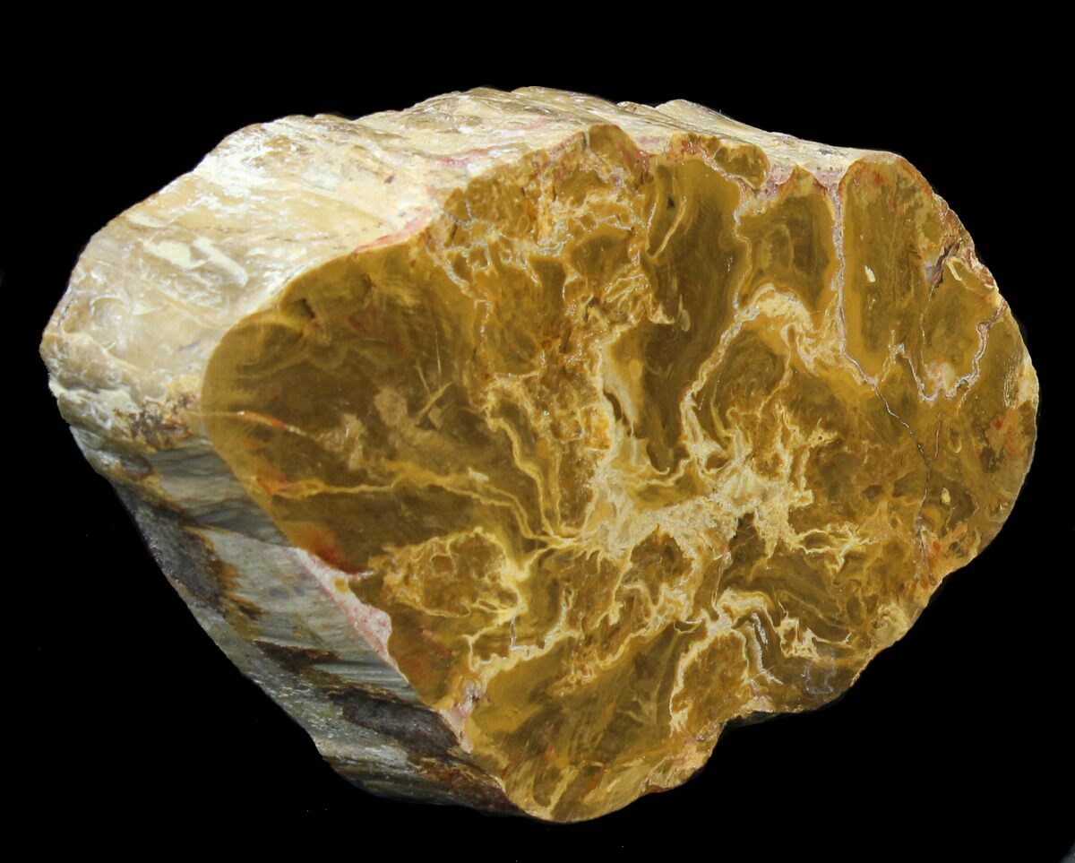 5.1" Polished, Jurassic Petrified Wood(Pentoxylon) - Australia For Sale ...