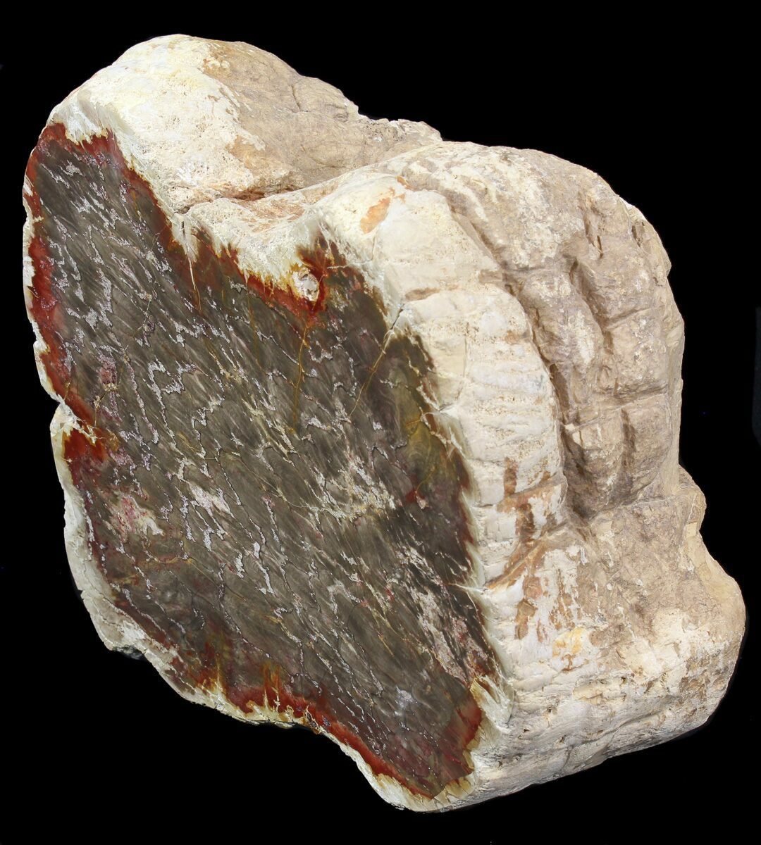 6.7" Polished, Jurassic Petrified Wood End(Pentoxylon) - Australia For ...