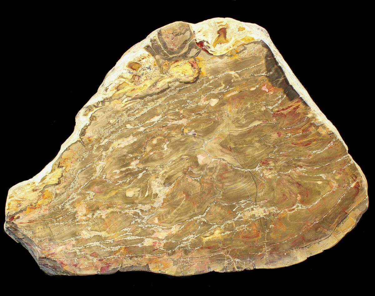 10.4" Jurassic Petrified Wood (Pentoxylon) Section - Australia For Sale ...