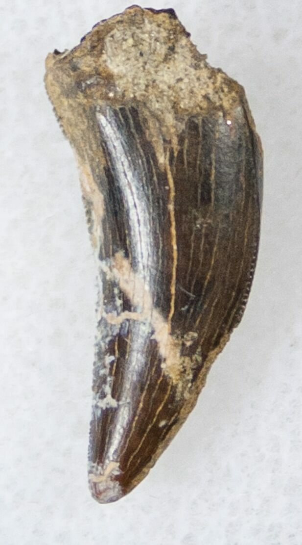 .71" Theropod Tooth - Hell Creek Formation, Montana For Sale (#14786 ...