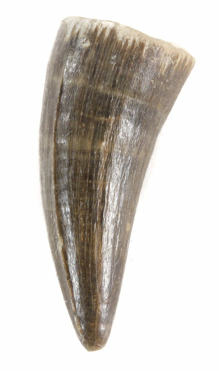.95" Plesiosaur Tooth - North Sulfur River, Texas For Sale (#42446 ...