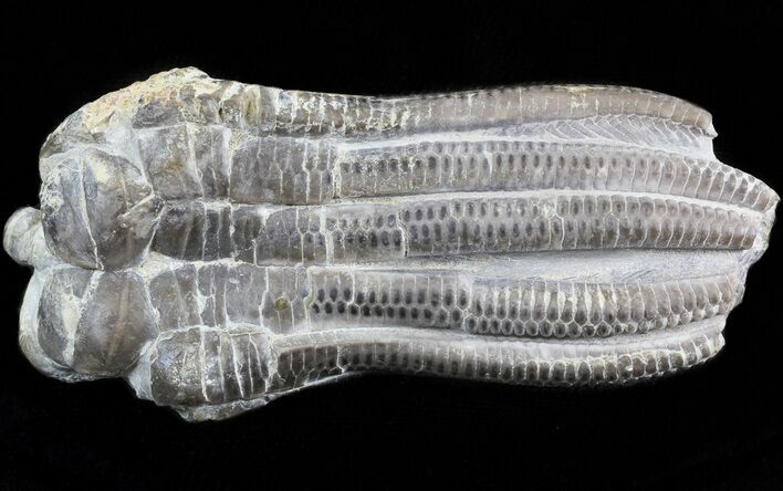 3.3" Encrinus Crinoid - Classic Triassic Crinoid For Sale (#42795 ...