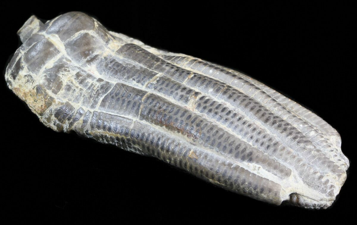 3.3" Encrinus Crinoid - Classic Triassic Crinoid For Sale (#42795 ...