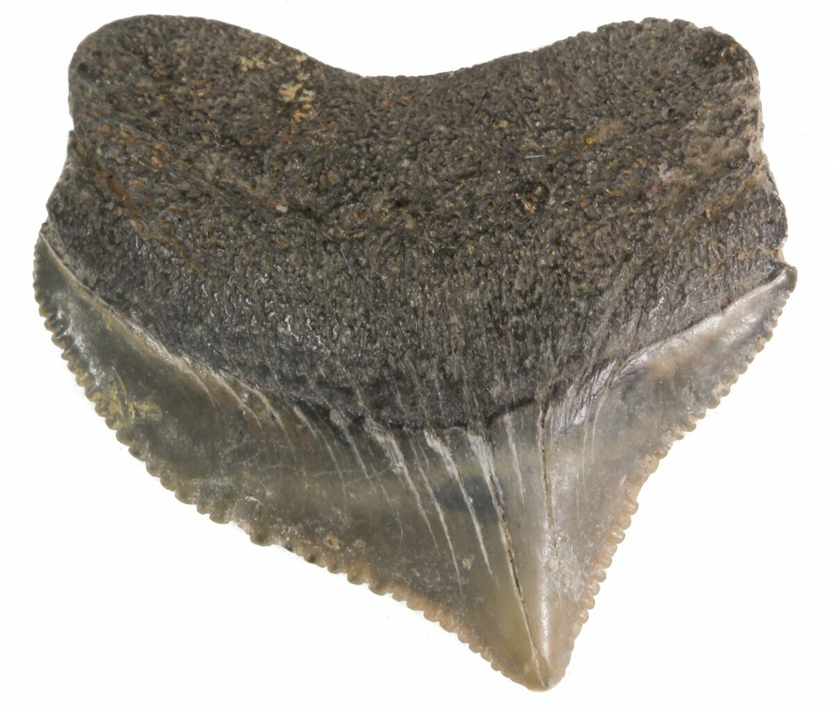 1.04" Fossil Squalicorax (Crow Shark) Tooth - Texas For Sale (#42973 ...
