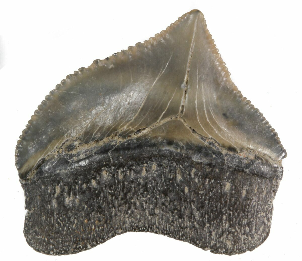 1.04" Fossil Squalicorax (Crow Shark) Tooth - Texas For Sale (#42973 ...