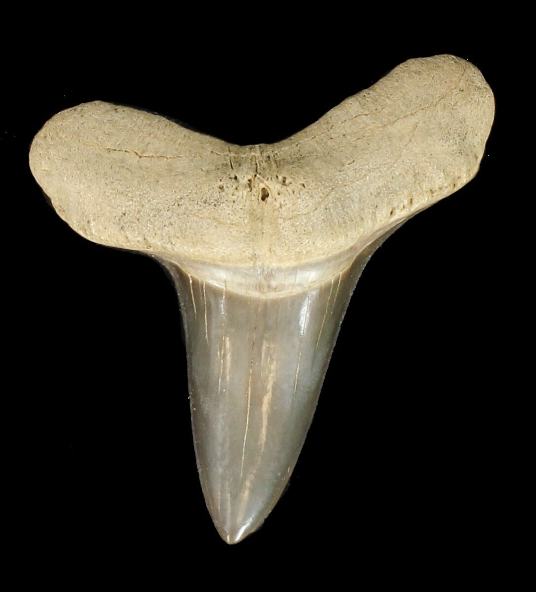 1.33" Cretoxyrhina Shark Tooth - Kansas For Sale (#42954) - FossilEra.com