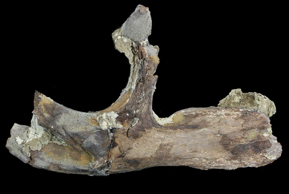 4.5" Mosasaur (Platecarpus) Pterygoid - Kansas For Sale (#42961 ...