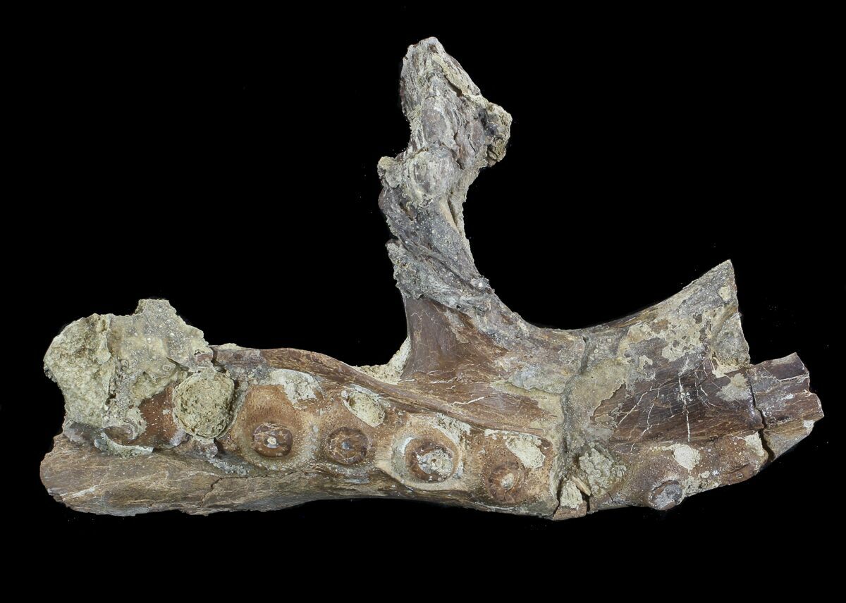 4.5" Mosasaur (Platecarpus) Pterygoid - Kansas For Sale (#42961 ...