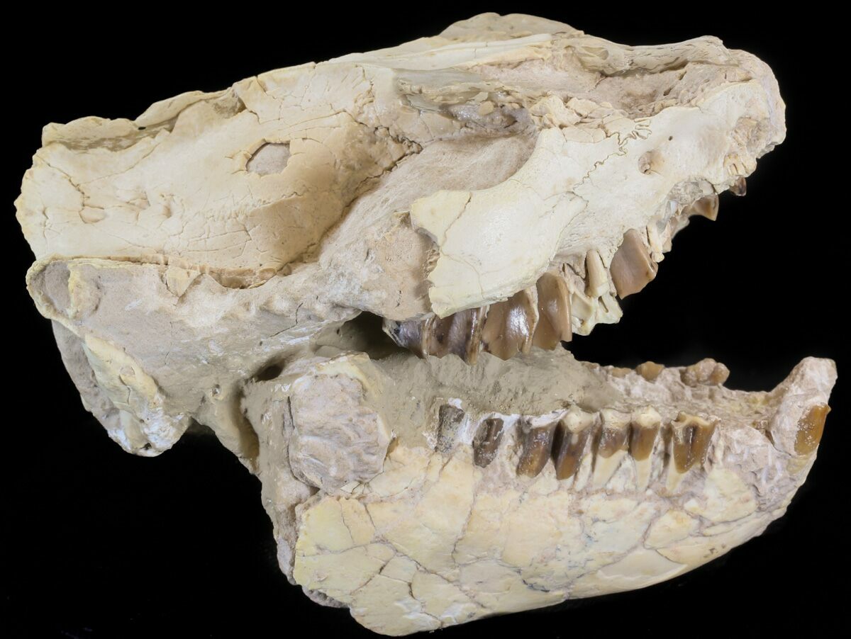 4.6" Oreodont (Merycoidodon gracilis) Skull - South Dakota For Sale ...