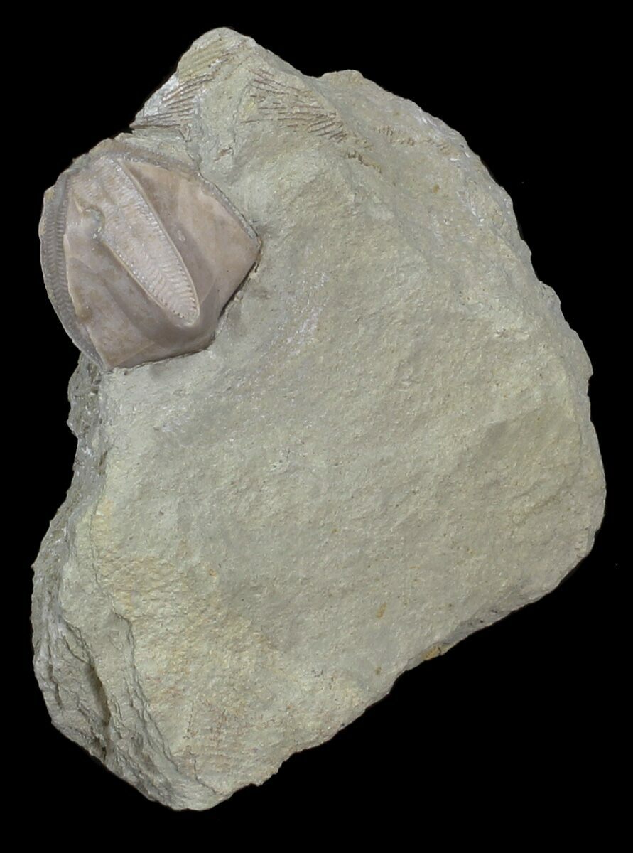 Blastoid (Pentremites) Fossil - Illinois For Sale (#42805) - FossilEra.com