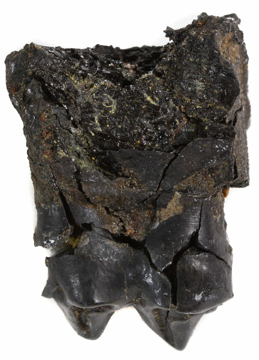 1.7" Pleistocene Aged, Fossil Tapir Molar - Florida For Sale (#42991 ...