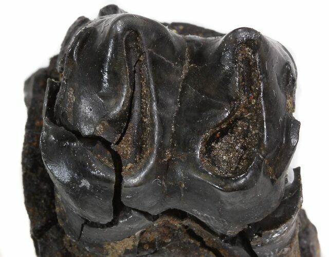 1.7" Pleistocene Aged, Fossil Tapir Molar - Florida For Sale (#42991 ...