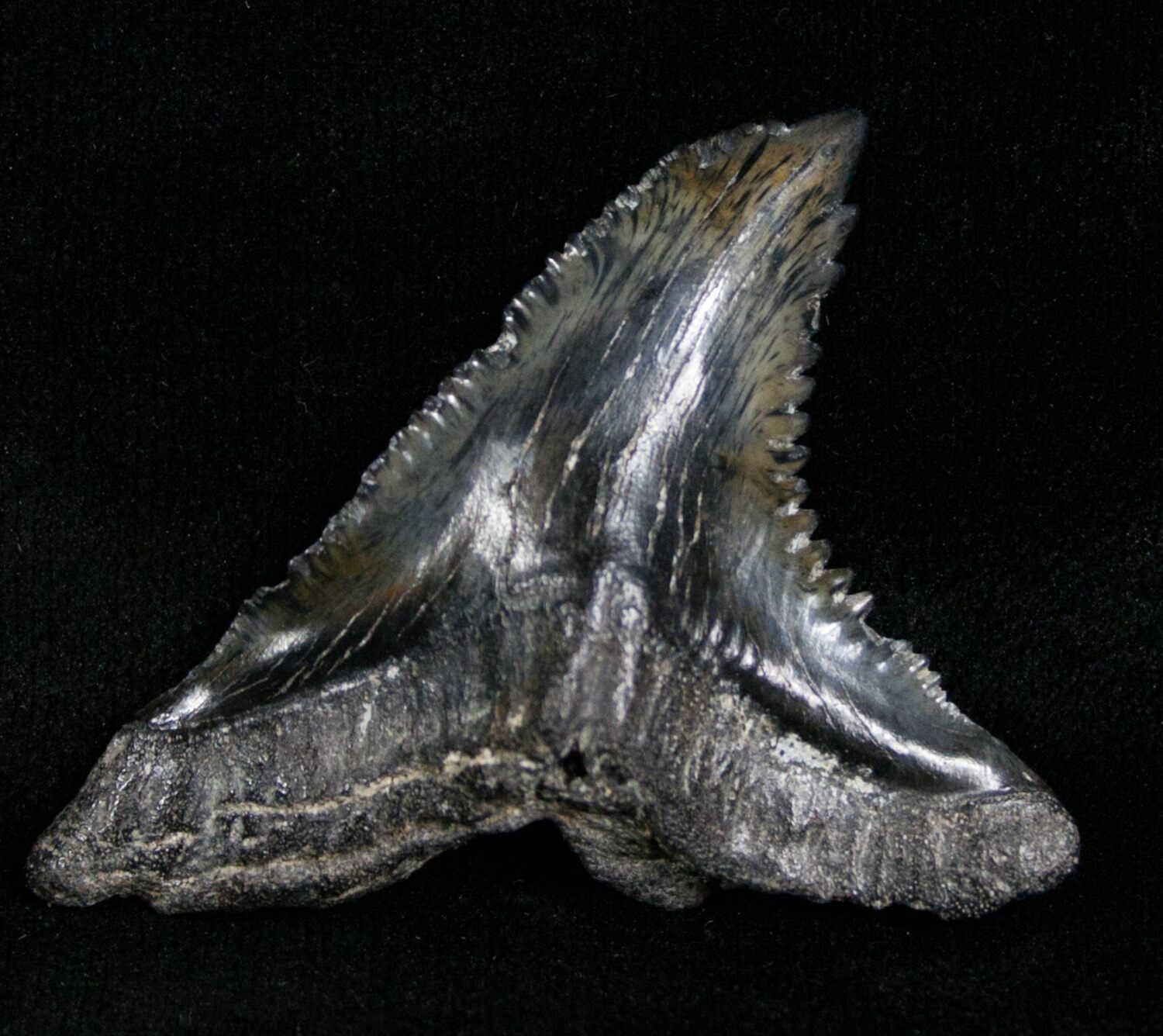 Huge 1.82" Hemipristis Shark Tooth Fossil - SC For Sale (#4328 ...