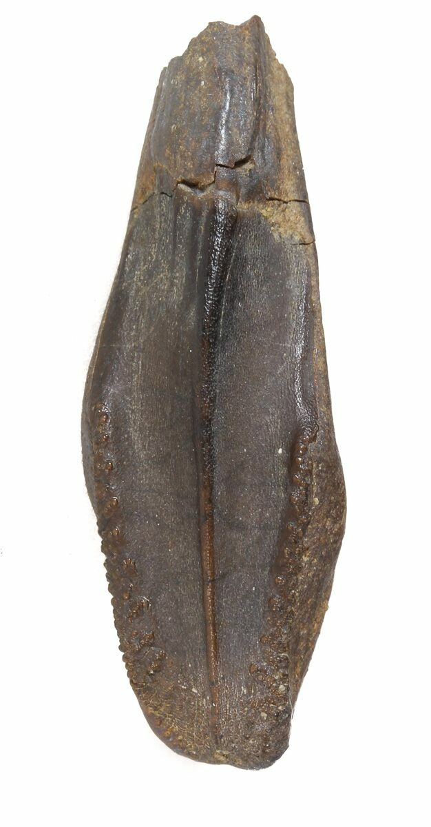 1.45" Hadrosaur Tooth (Lambeosaurus?) - Two Medicine Formation For Sale ...