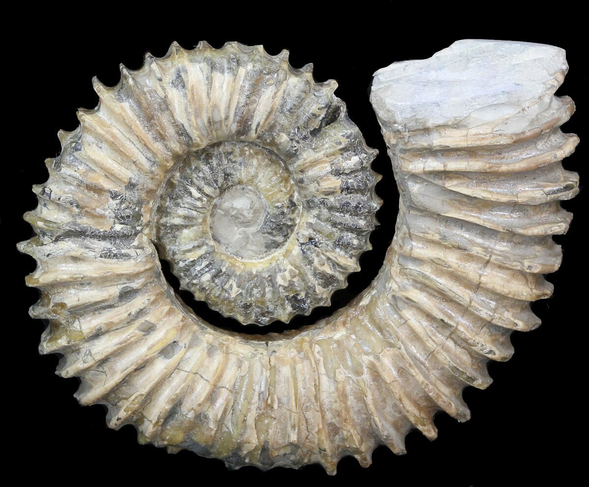 Ammonites From Germany For Sale - FossilEra.com