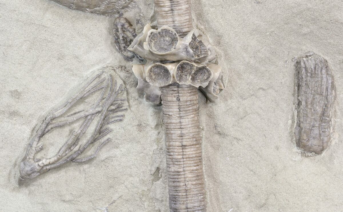 Fossil Crinoid, Coral & Brachiopod Association - Indiana For Sale ...