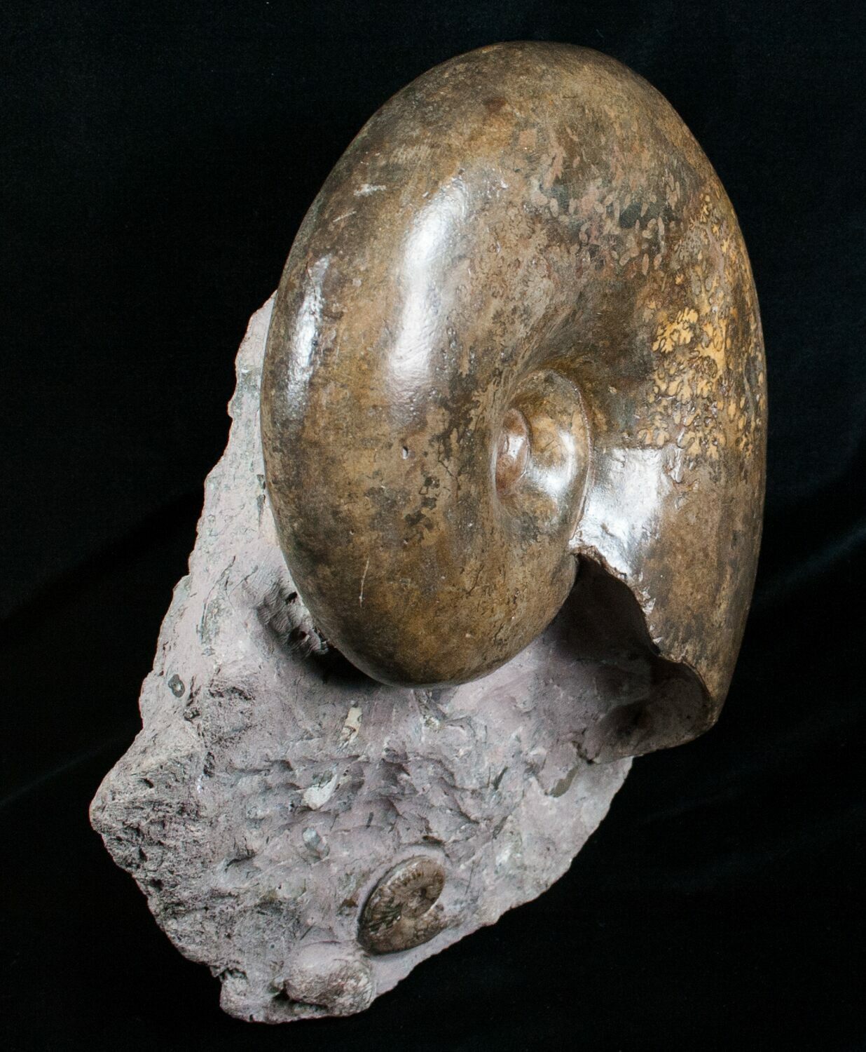 Huge 8.4" Lytoceras Ammonite - Free Standing For Sale (#4336 ...