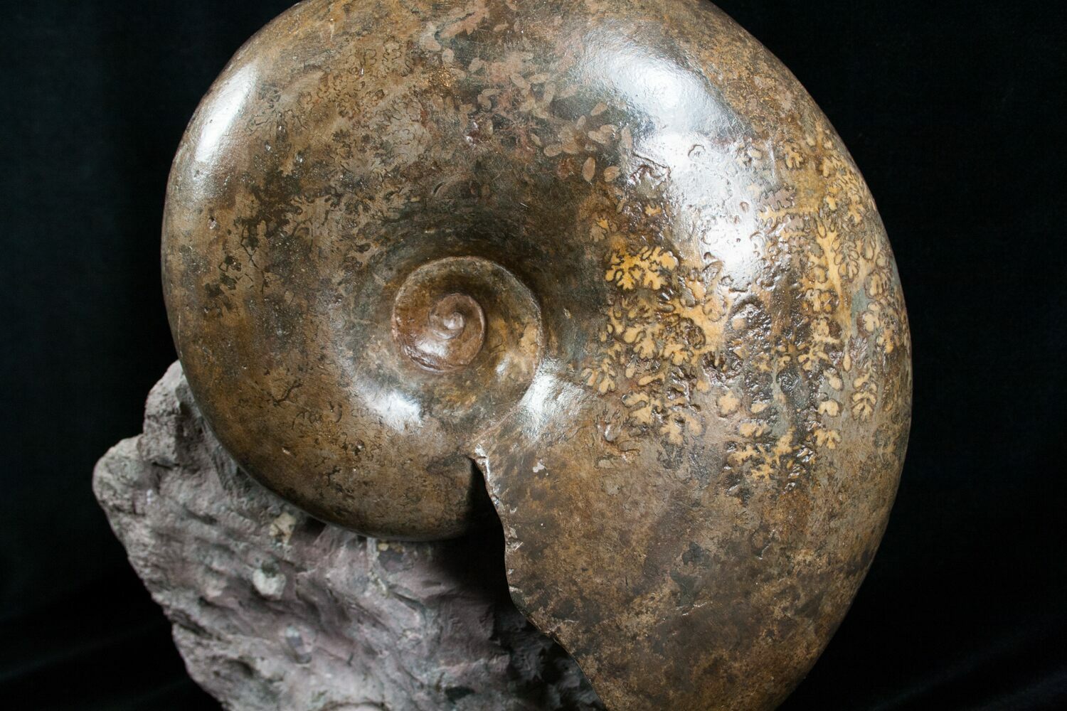 Huge 8.4" Lytoceras Ammonite - Free Standing For Sale (#4336 ...