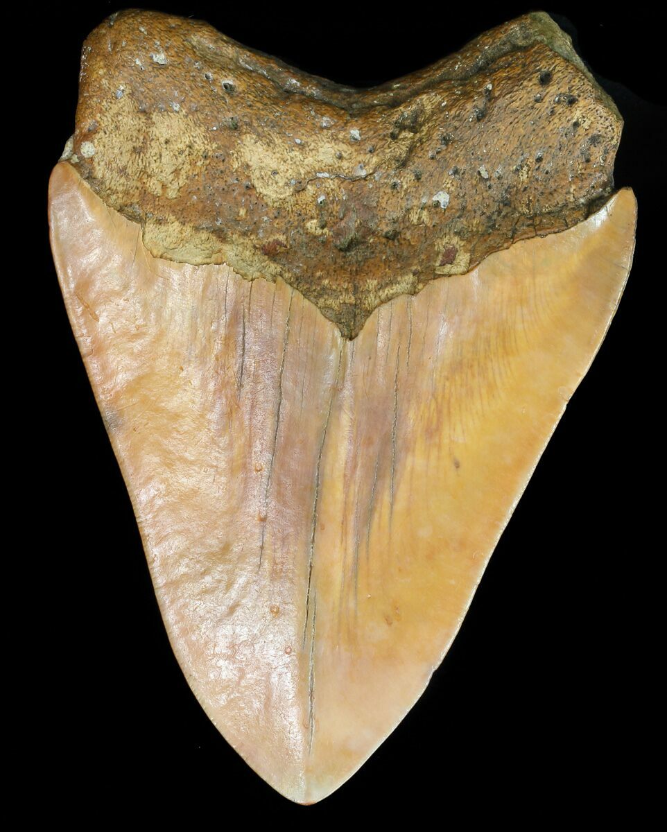 Rare Moroccan Megalodon Tooth - 4.68" For Sale (#44141) - FossilEra.com