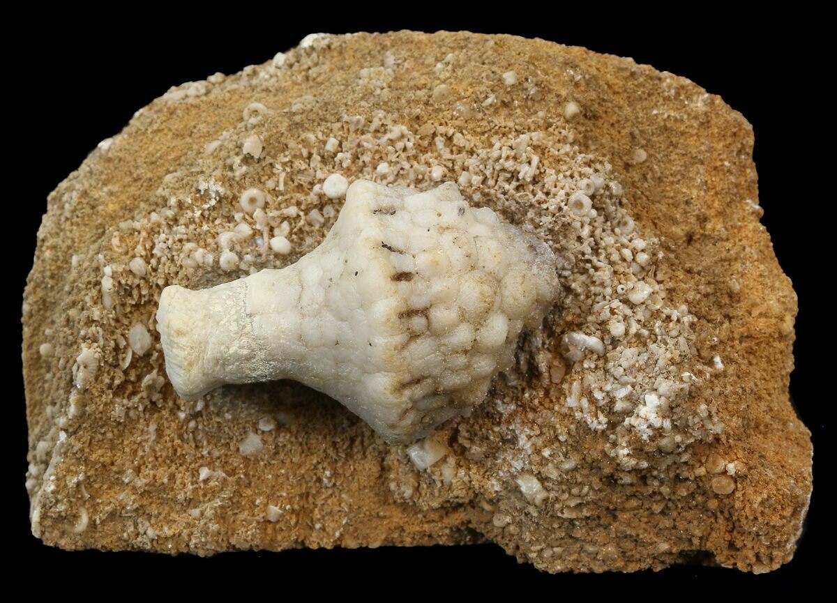 1.65" Uperocrinus Crinoid Calyx - Missouri For Sale (#44011 ...