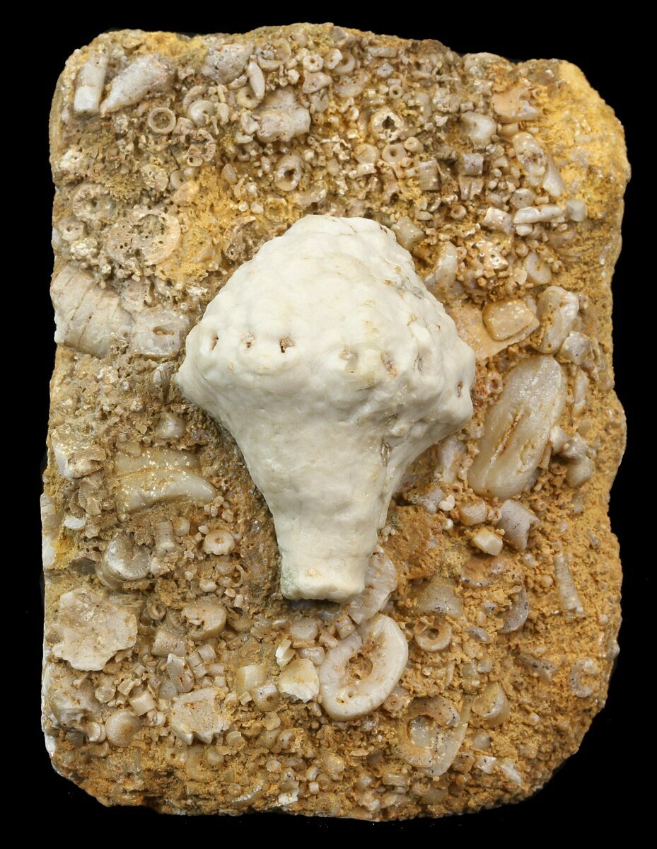 1.65" Uperocrinus Crinoid Calyx - Missouri For Sale (#44115 ...