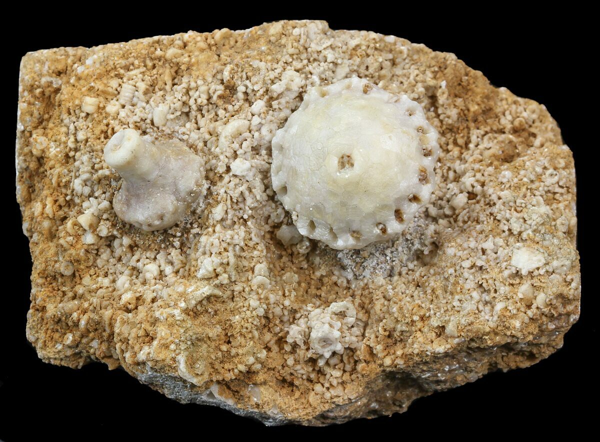 Uperocrinus & Cactocrinus Crinoids - Missouri For Sale (#44121 ...