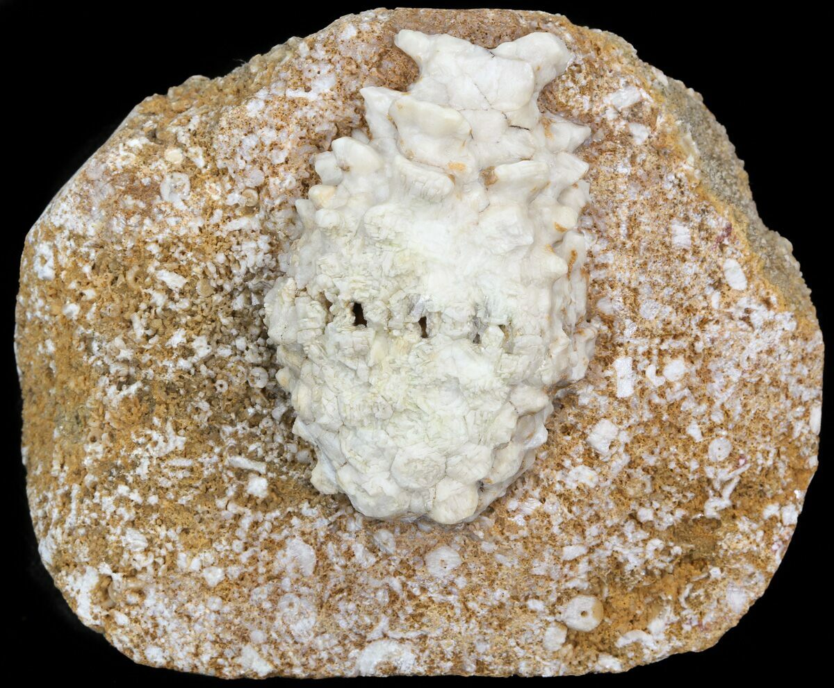 2" Cactocrinus Crinoid Calyx - Missouri For Sale (#44134) - FossilEra.com