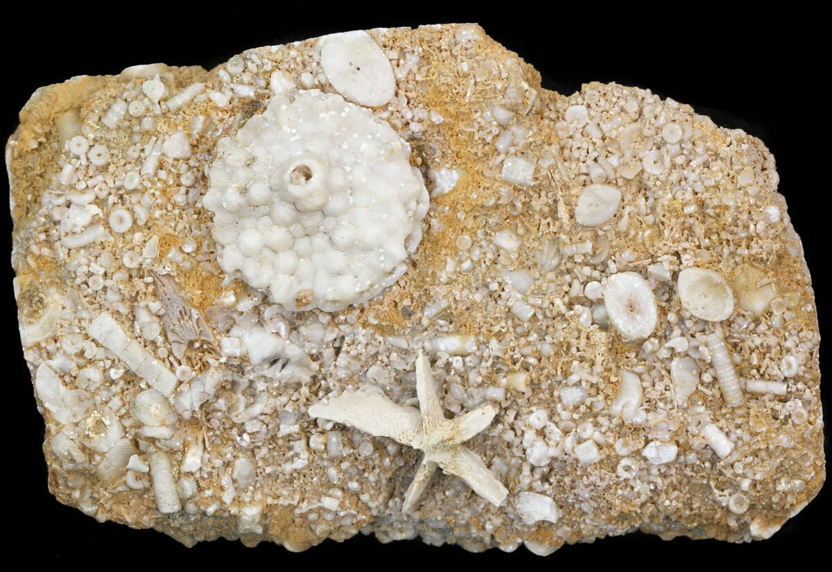 Abatocrinus (Crinoid) & Evactinopora (Bryozoan) - Missouri For Sale ...