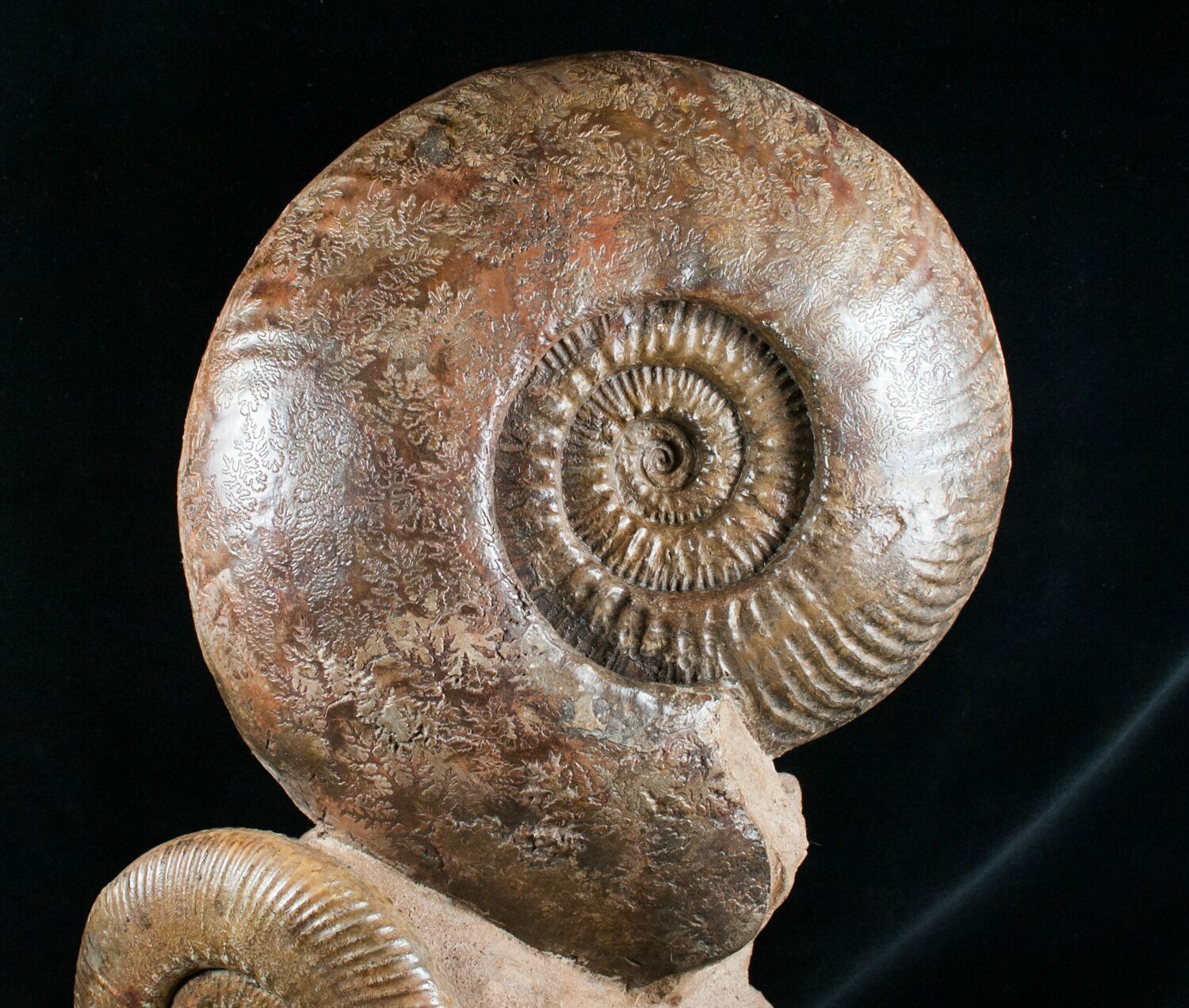 Large Hammathoceras Ammonite Display Piece For Sale (#4337) - FossilEra.com