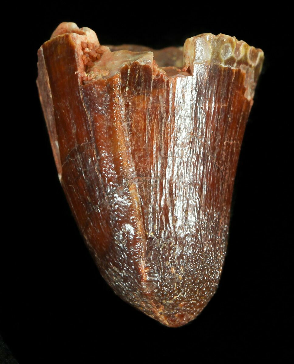 .75" Cretaceous Fossil Crocodile Tooth - Morocco For Sale (#44291 ...