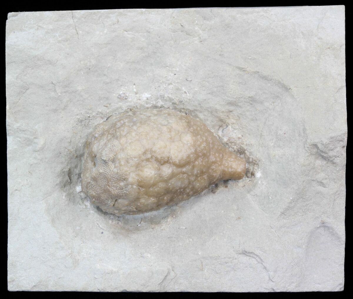 Echinoderm Fossils For Sale - FossilEra.com