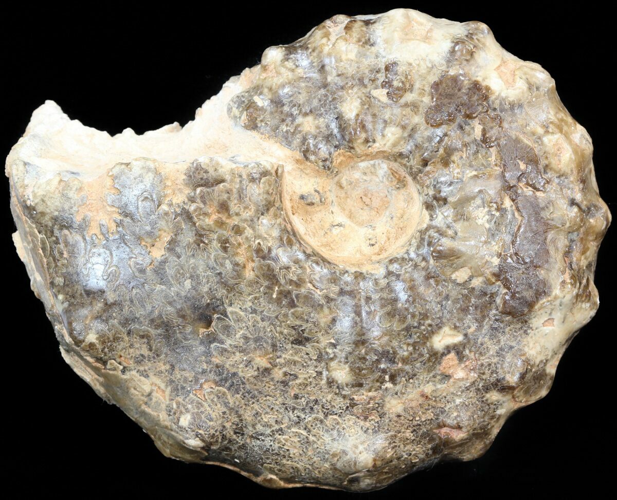 3.9" Mammites Ammonite - Goulmima, Morocco For Sale (#44633 ...