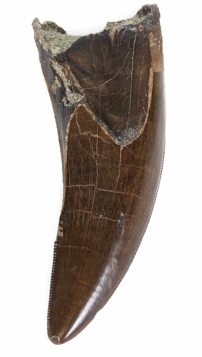 Dinosaur Teeth For Sale - FossilEra.com