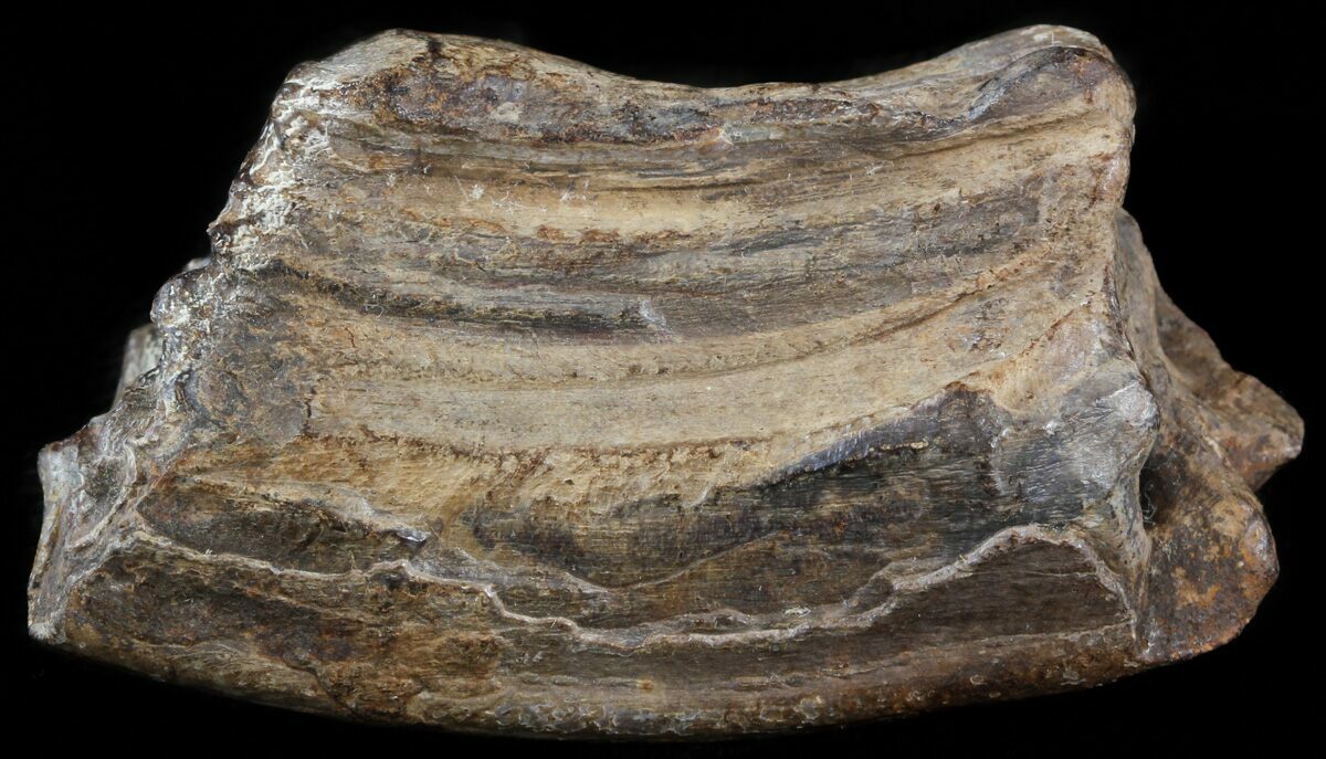 2.2" Pleistocene Aged Fossil Horse Tooth - South Carolina For Sale ...