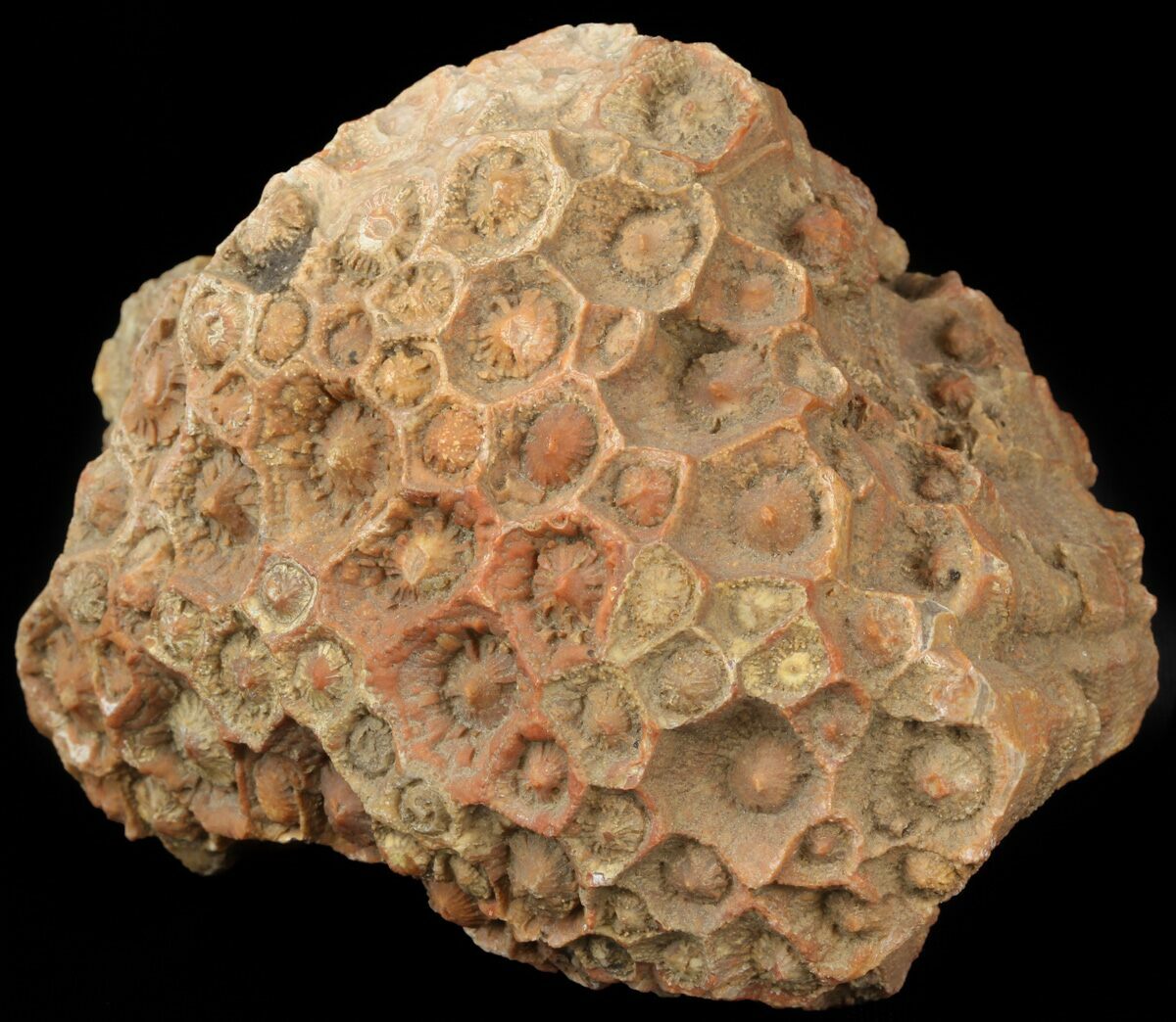 4" Fossil Coral (Lithostrotionella) Head - Iowa For Sale (#45063 ...
